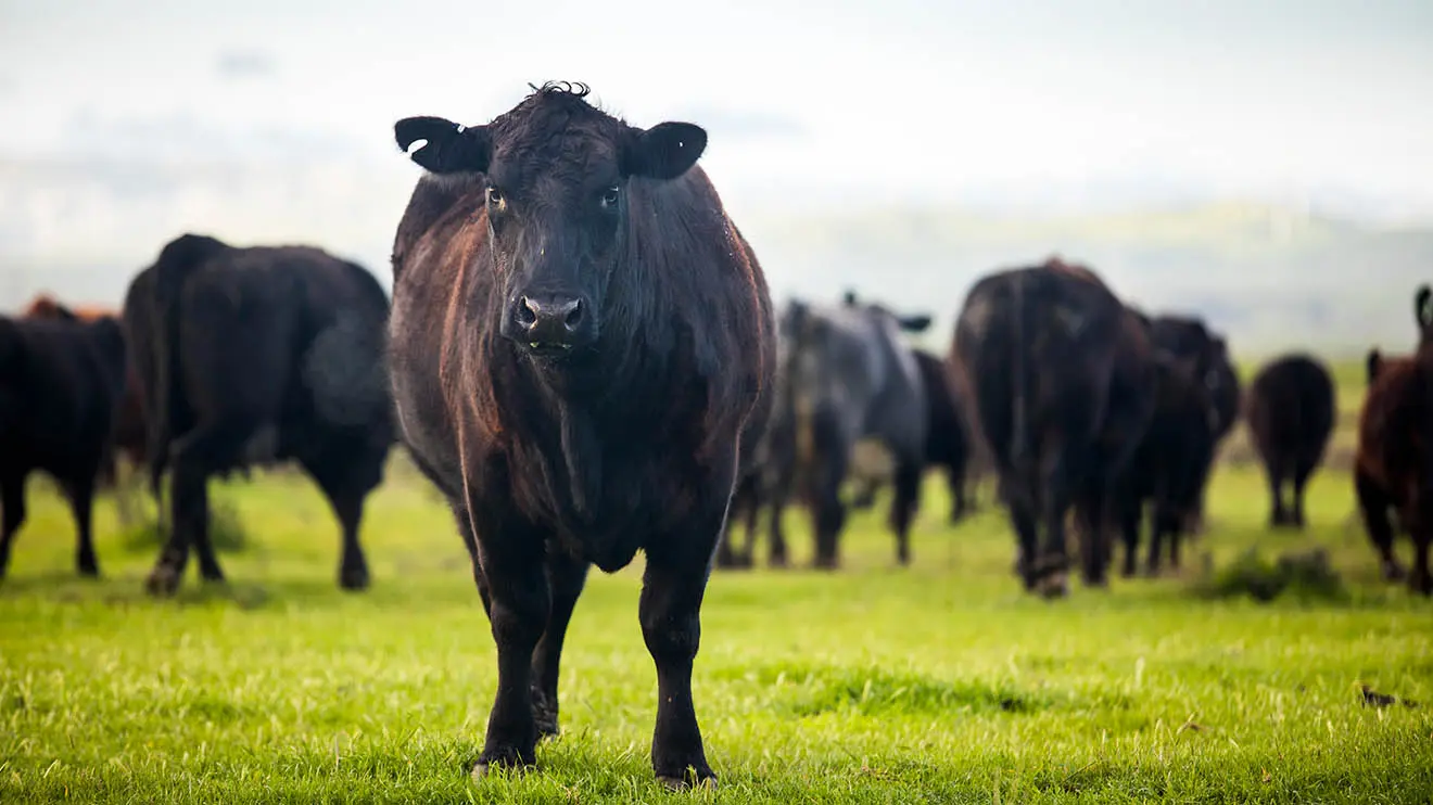 What is the Highest Livestock Species in Barrow County GA | GMRU