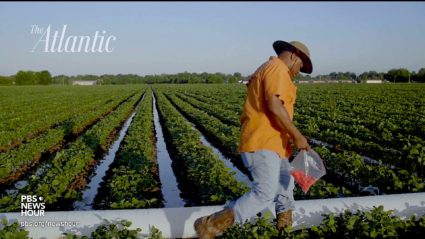 What is the Latest on the Black Farmers Settlement Checks: 2024 Update ...