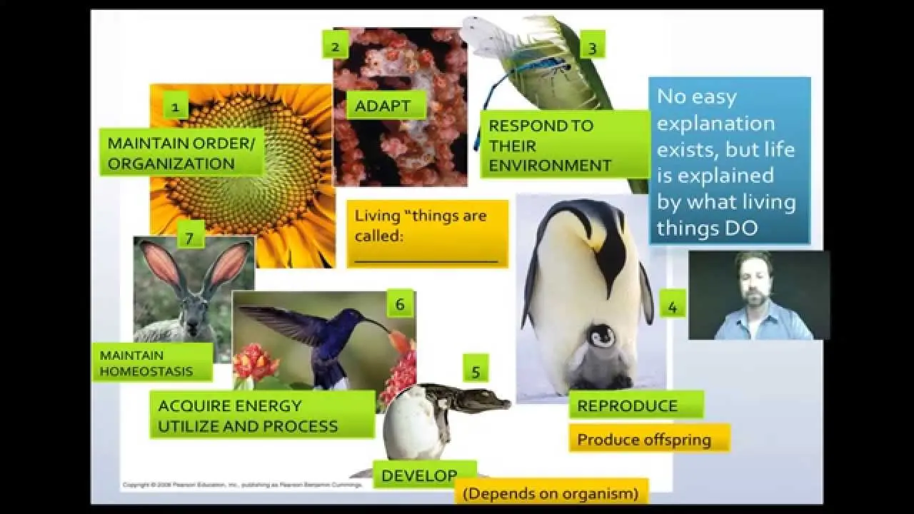 Complete Guide to BIOL1S01: Everything You Need to Know About This ...